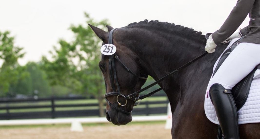 Performance Horses | Norwegian Hill Farm